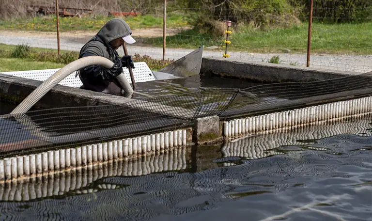 Raising Salmon at Home (Homestead farming for food independence ...