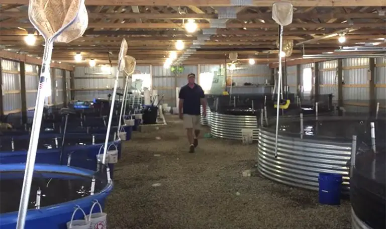 Raising Trout at Home (Homestead Farming for Food Independence ...