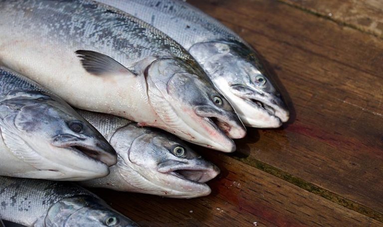 Raising Salmon at Home (Homestead farming for food independence ...