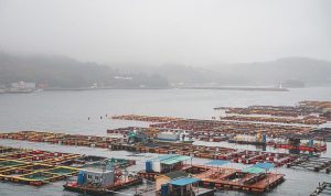 Raising Salmon at Home (Homestead farming for food independence ...