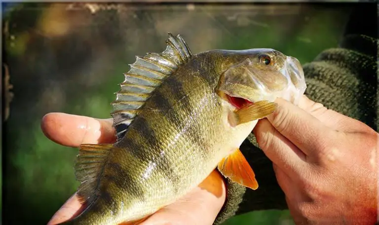 Raising Perch at Home (Homestead farming for food independence ...