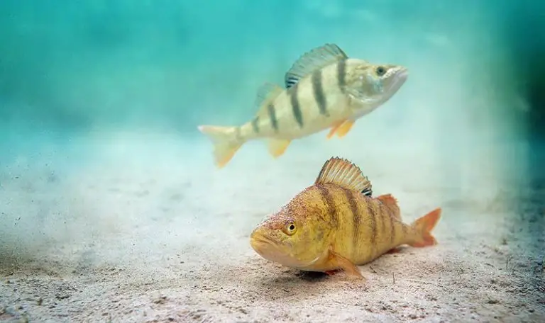 Raising Perch at Home (Homestead farming for food independence ...