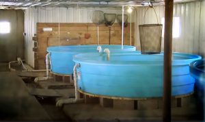 Raising Perch at Home (Homestead farming for food independence ...