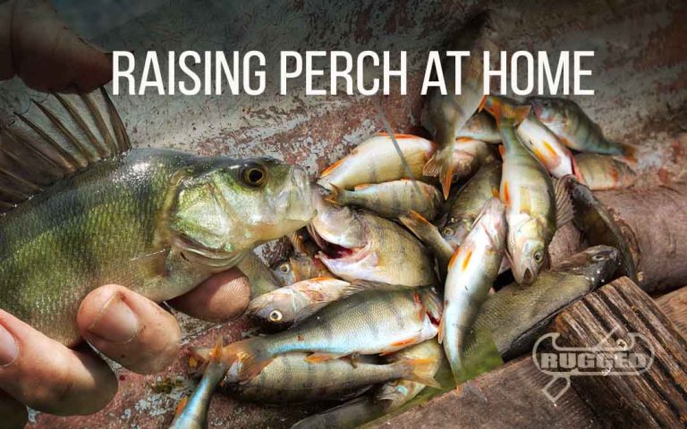 Raising Perch at Home (Homestead farming for food independence ...