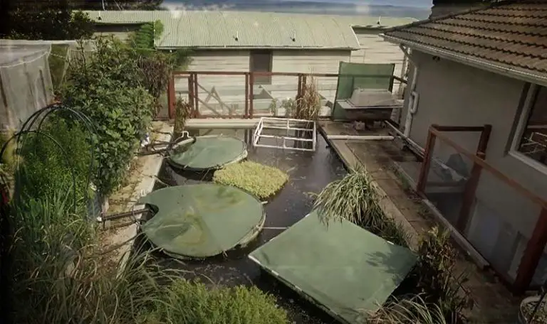 Raising Trout at Home (Homestead Farming for Food Independence ...