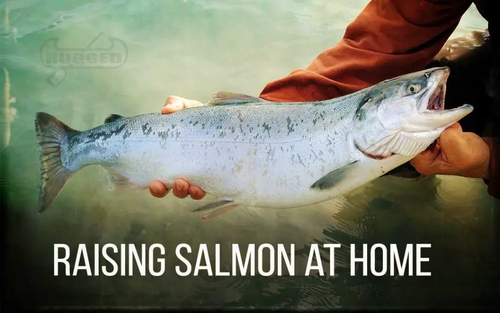 Raising Salmon at Home (Homestead farming for food independence ...
