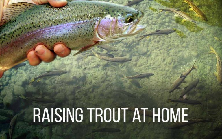 Raising Trout at Home (Homestead Farming for Food Independence ...