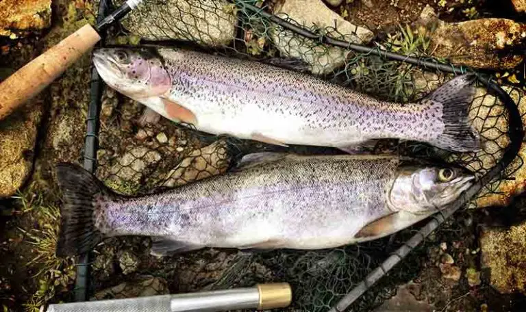 Raising Trout at Home (Homestead Farming for Food Independence ...