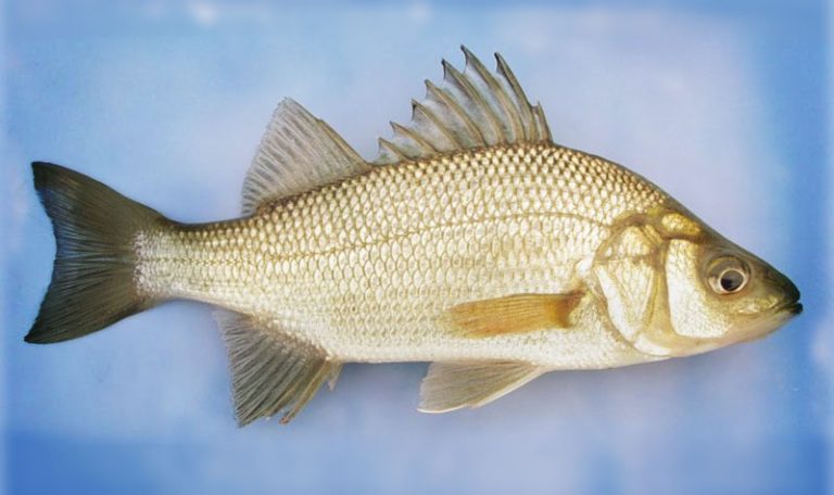 Raising Perch at Home (Homestead farming for food independence ...