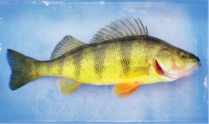 Raising Perch at Home (Homestead farming for food independence ...