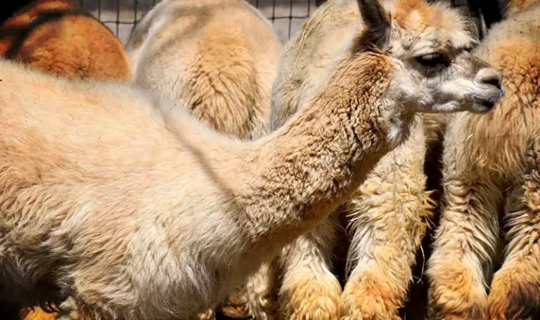 Raising Alpacas for Food and Wool (A Homesteader's Guide ...