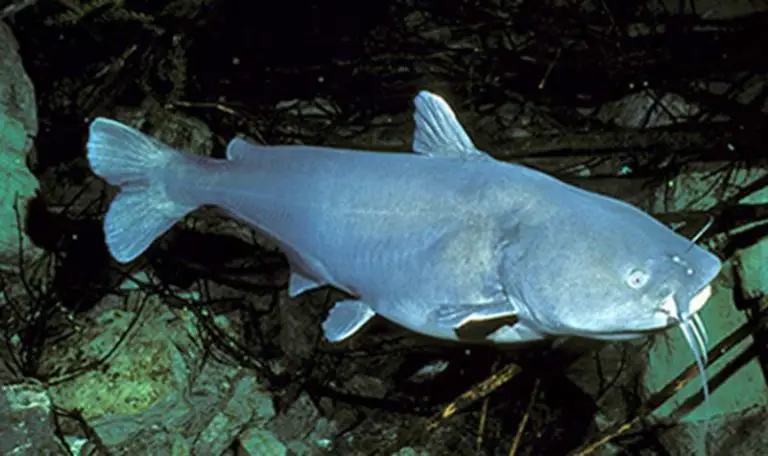 Raising Catfish at Home (Homestead Farming for Food Independence ...
