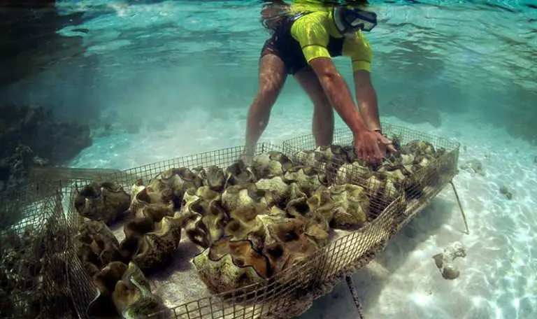 Raising Clams for Food (Homestead Farming for Food Independence ...