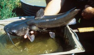 Raising Catfish at Home (Homestead Farming for Food Independence ...