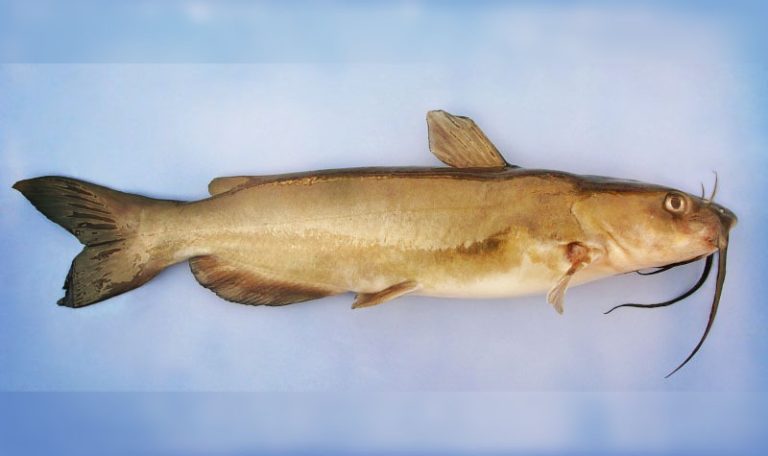 Raising Catfish at Home (Homestead Farming for Food Independence ...