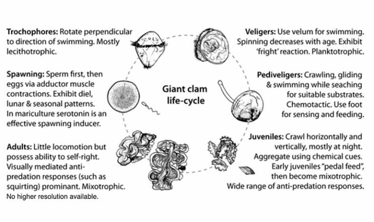 Raising Clams for Food (Homestead Farming for Food Independence ...