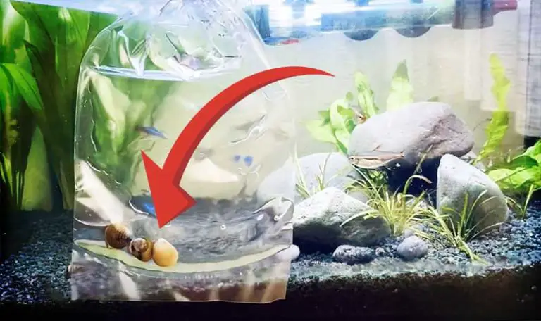 Raising Clams for Food (Homestead Farming for Food Independence ...