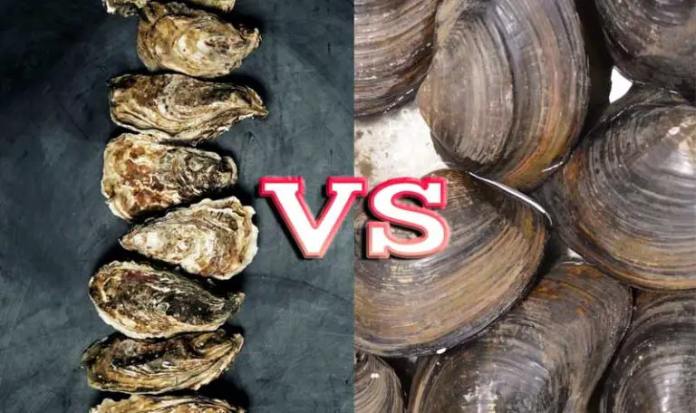 Raising Clams for Food (Homestead Farming for Food Independence ...