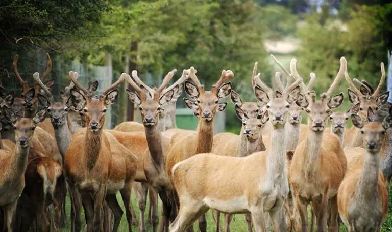 Raising Deer for Food (Homestead Farming for Food Independence ...
