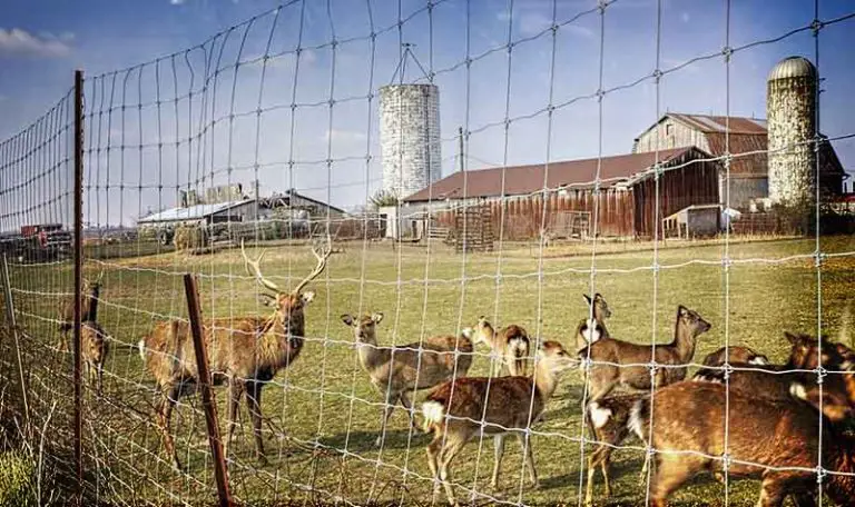 Raising Deer for Food (Homestead Farming for Food Independence ...