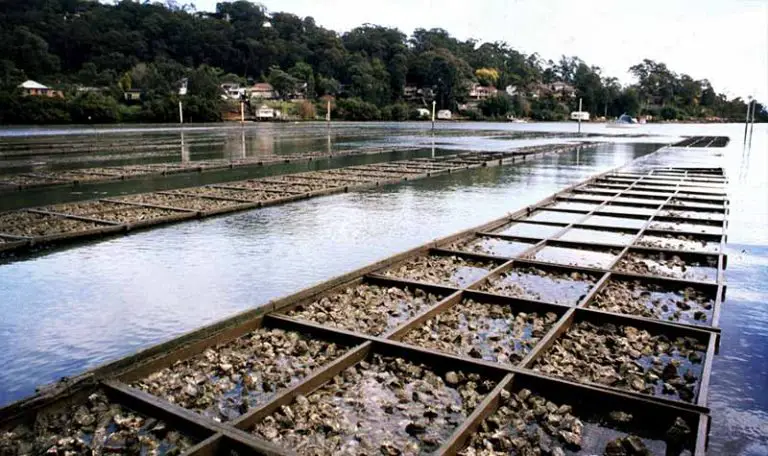Raising Clams for Food (Homestead Farming for Food Independence ...