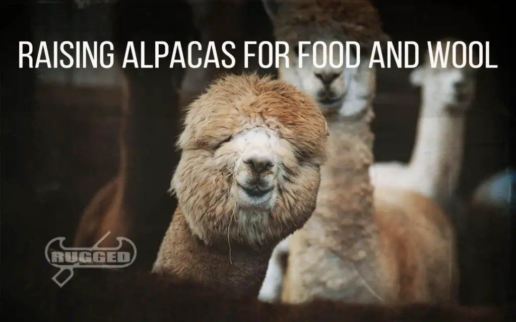 Raising Alpacas for Food and Wool (A Homesteader's Guide ...